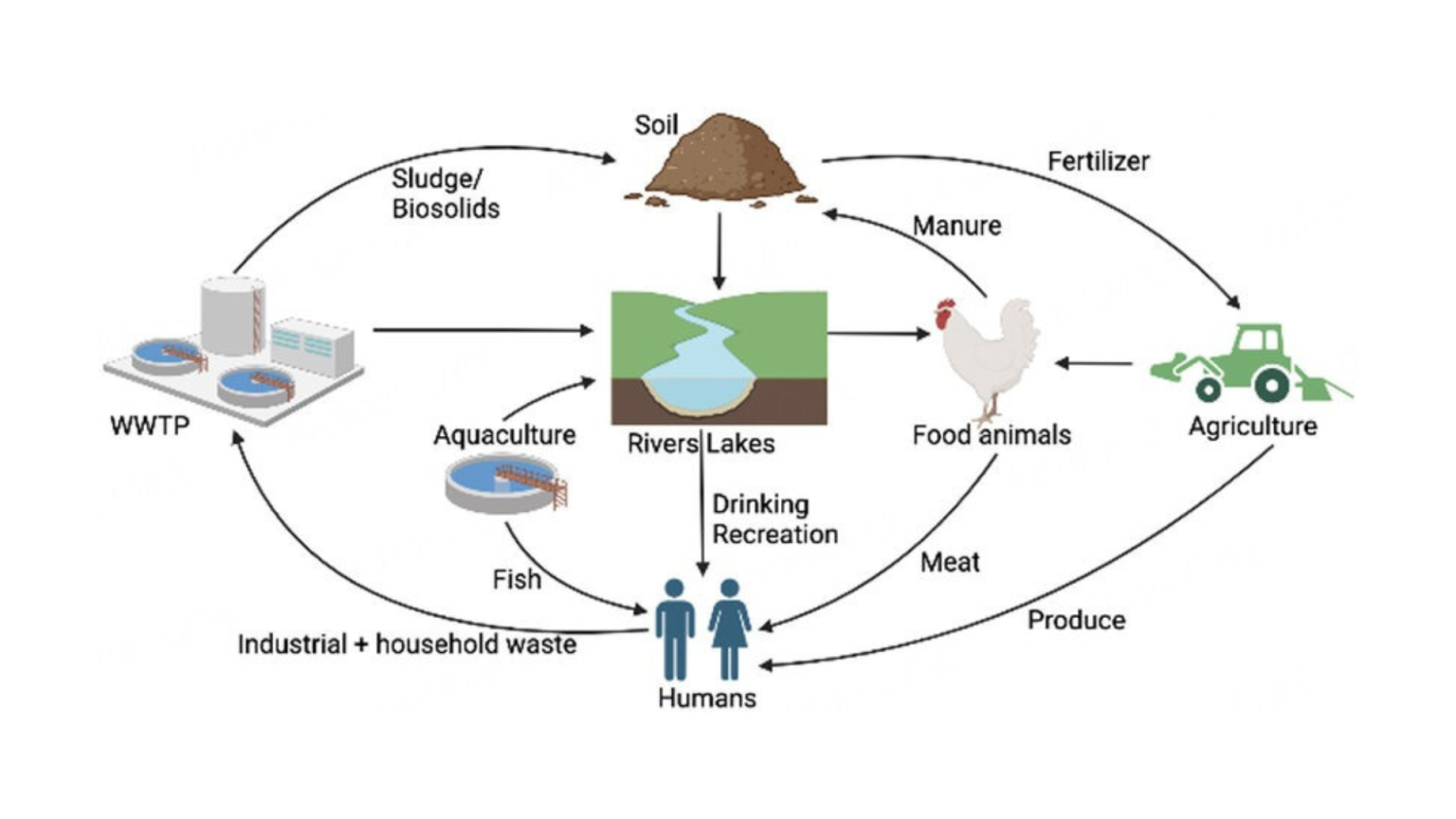 How Antimicrobial Resistance (AMR) Spread? - Biorism